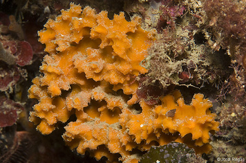 Club d'Immersió Biologia :: 05. Esponges