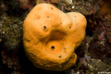 Club de Inmersión Biología :: 05. Esponjas, Agelas oroides