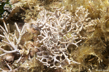 Club de Inmersión Biología :: 02. Algas rojas, Amphiroa beauvoisii