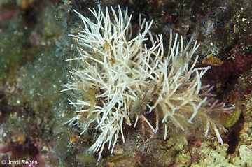 Club de Inmersión Biología :: 02. Algas rojas, Amphiroa rigida