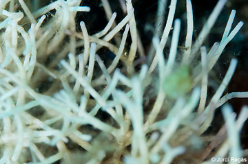 Club de Inmersión Biología :: 02. Algas rojas, Amphiroa rigida