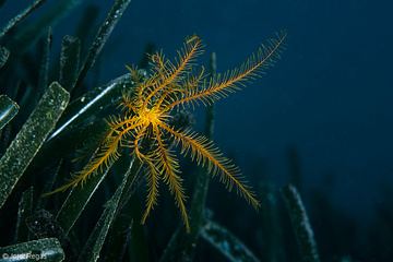 Club d'Immersió Biologia :: 18. Estrelles de mar, Antedon mediterranea