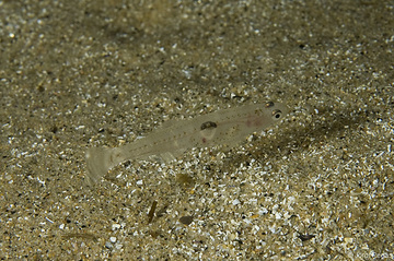 Club d'Immersió Biologia :: 21. Peixos ossis, Aphia minuta