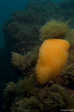 Club d'Immersió Biologia :: 19. Tunicats, Aplidium conicum