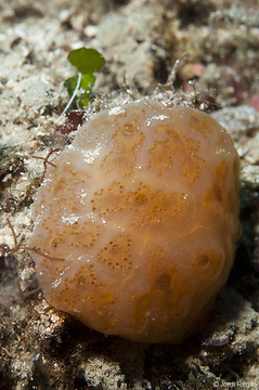 Club de Inmersión Biología :: 19. Tunicados, Aplidium conicum