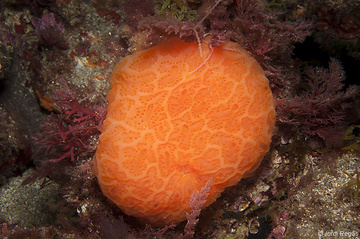 Club d'Immersió Biologia :: 19. Tunicats, Aplidium conicum