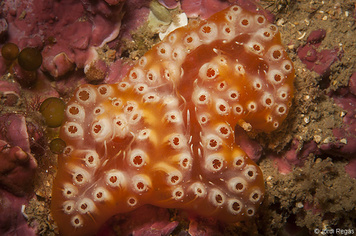 Club de Inmersión Biología :: 19. Tunicados