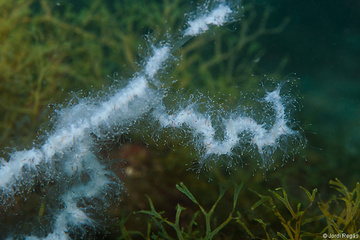 Club d'Immersió Biologia :: 06. Cnidaris-Meduses, Apolemia uvaria