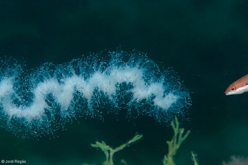 Club d'Immersió Biologia :: 06. Cnidaris-Meduses, Apolemia uvaria