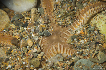 Club d'Immersió Biologia :: 18. Estrelles de mar, Astropecten platyacanthus