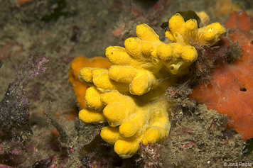 Club d'Immersió Biologia :: 05. Esponges