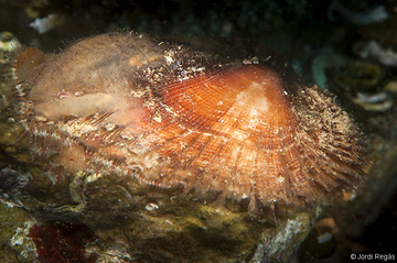 Club de Inmersión Biología :: 12. Moluscos, Barbatia barbata