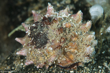 Club de Inmersión Biología :: 13. Moluscos - Caracoles, Bolma rugosa