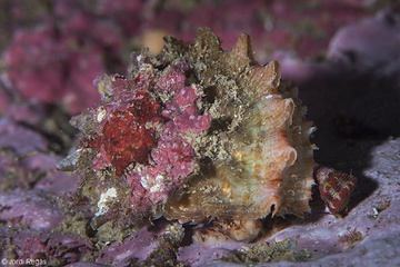 Club de Inmersión Biología :: 13. Moluscos - Caracoles, Bolma rugosa