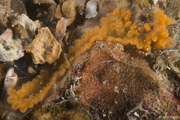 Club d'Immersió Biologia :: 19. Tunicats, Botrylloides sp