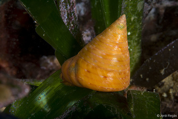 Club d'Immersió Biologia :: 13. Mol·luscs - Cargols, Calliostoma conulus