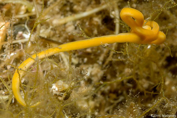 Club d'Immersió Biologia :: 10. Cucs, Cephalothrix linearis