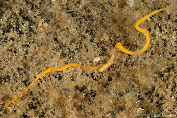Dive Club of Biology :: 10. Worms, Cephalothrix linearis