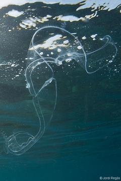 Club de Inmersión Biología :: 09. Ctenóforos, Cestum veneris