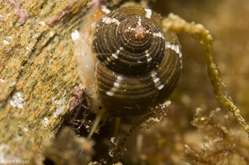 Club d'Immersió Biologia :: 13. Mol·luscs - Cargols