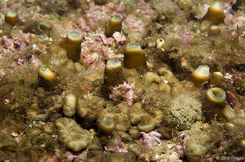 Club d'Immersió Biologia :: 05. Esponges