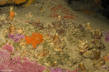 Club d'Immersió Biologia :: 05. Esponges, Cliona viridis