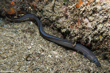 Dive Club of Biology :: 21. Bony fishes, Conger conger