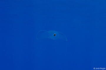 Club d'Immersió Biologia :: 14. Mol·luscs - Baboses marines, Corolla ...