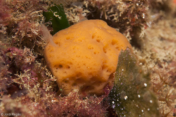 Dive Club of Biology :: 05. Sponges, Corticium candelabrum