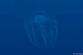 Club d'Immersió Biologia :: 09. Ctenòfors