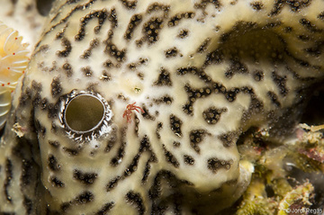 Club de Inmersión Biología :: 19. Tunicados, Didemnum coriaceum