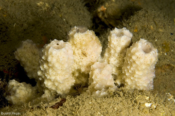 Club de Inmersión Biología :: 05. Esponjas, Dysidea avara