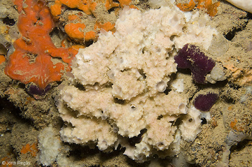 Club de Inmersión Biología :: 05. Esponjas, Dysidea avara