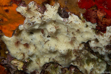 Club de Inmersión Biología :: 05. Esponjas, Dysidea fragilis