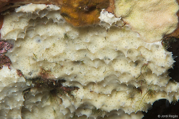 Club d'Immersió Biologia :: 05. Esponges