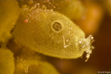 Club de Inmersión Biología :: 19. Tunicados, Ecteinascidia turbinata