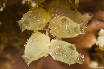 Club de Inmersión Biología :: 19. Tunicados, Ecteinascidia turbinata