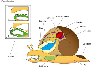 Club de Inmersión Biología :: 24. Glosario, · Gasteròpode