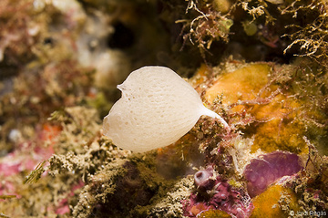 Club de Inmersión Biología :: 05. Esponjas, Guancha lacunosa