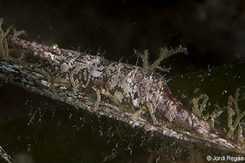 Club d'Immersió Biologia :: 16. Crustacis