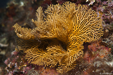 Club de Inmersión Biología :: 15. Briozoos, Hornera frondiculata