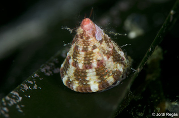 Club de Inmersión Biología :: 13. Moluscos - Caracoles