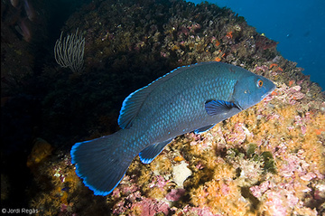 Club de Inmersión Biología :: 21. Peces óseos, Labrus merula