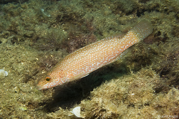 Club d'Immersió Biologia :: 21. Peixos ossis, Labrus viridis