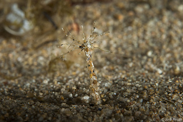 Dive Club of Biology :: 10. Worms, Lanice conchilega