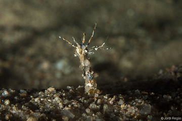 Club d'Immersió Biologia :: 10. Cucs, Lanice conchilega