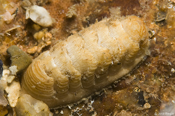 Club de Inmersión Biología :: 12. Moluscos, Lepidopleurus cajetanus