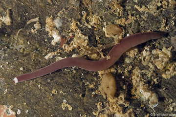 Club de Inmersión Biología :: 10. Gusanos, Leucocephalonemertes aurantiaca