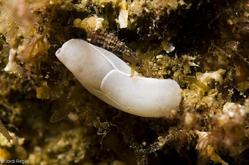 Club de Inmersión Biología :: 14. Moluscos - Babosas marinas ...