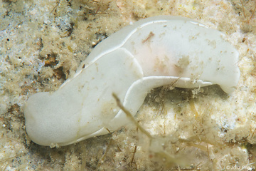 Club de Inmersión Biología :: 14. Moluscos - Babosas marinas ...